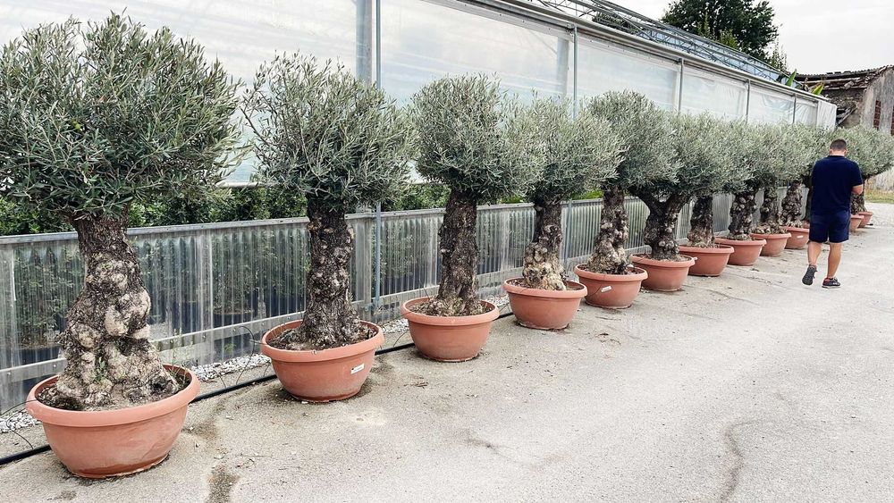 Maslini Seculari de o calitate extra garantata, Rezistenti la frig Arad ...