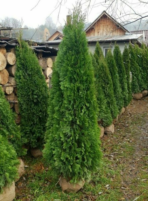 Bonsai pom pom tei spirala leylandii columnaris smarald etc Ploiesti ...