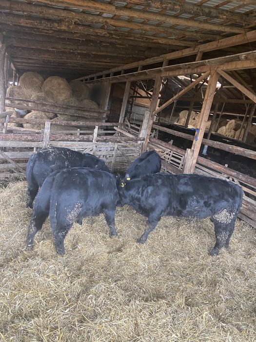 Taur angus ,cu origine pt reproductie ! Blaj • OLX.ro