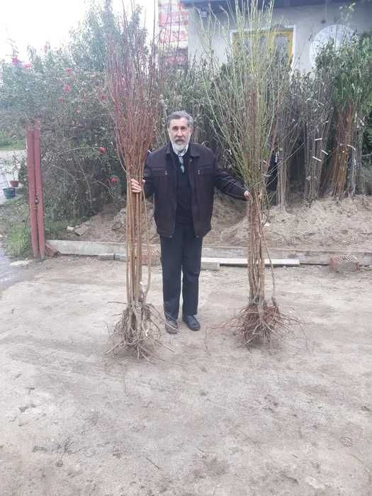 Paulownia. Ciresi pe Gisella.caisi.peri.meri.Tei.Zmeur.livrare RODud ...