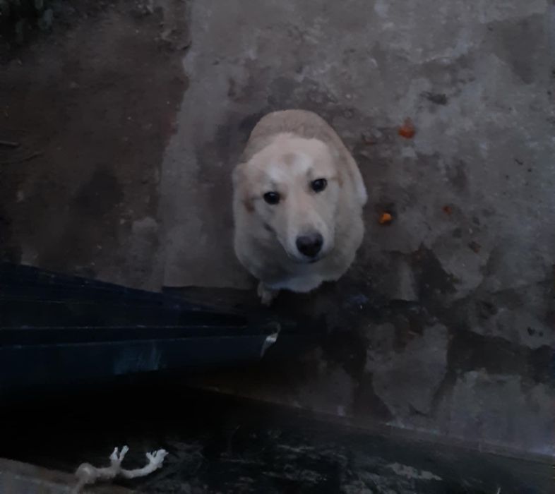 Donez metisa 9 luni Campina • OLX.ro