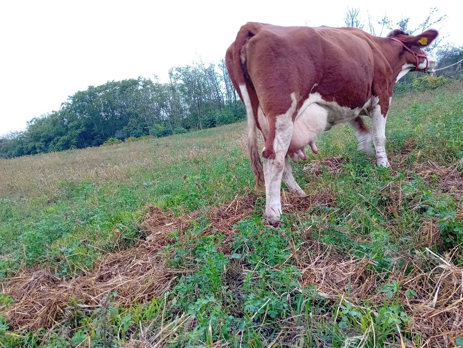 Vand vaca tanara de rasa Barlad • OLX.ro