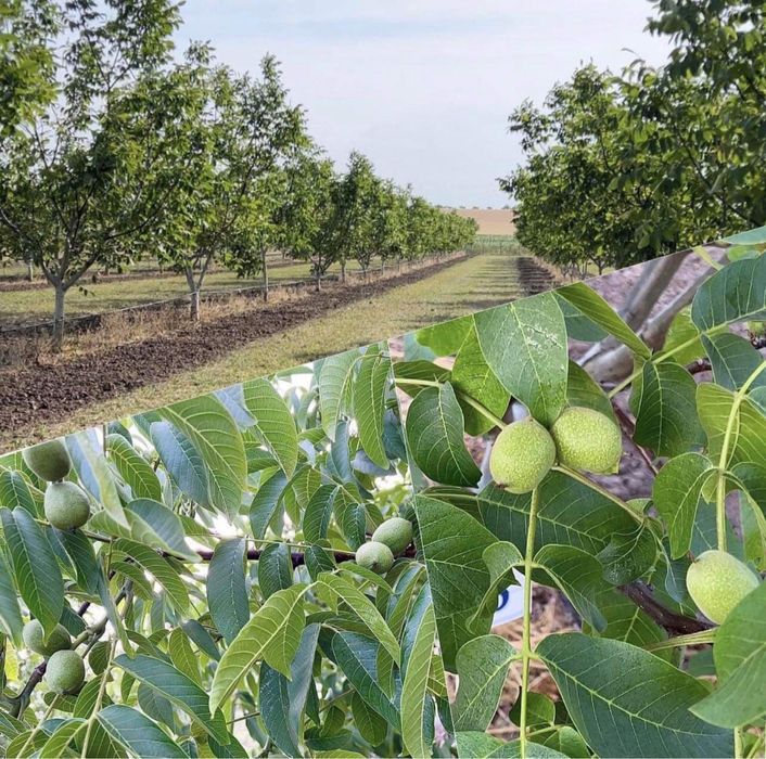 Livada nuci fernor anul 7 Techirghiol • OLX.ro