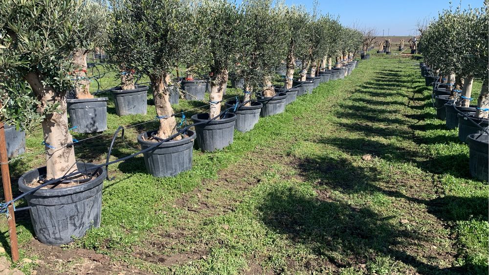 Maslini rezistenti -15 in ghiveci Oradea • OLX.ro