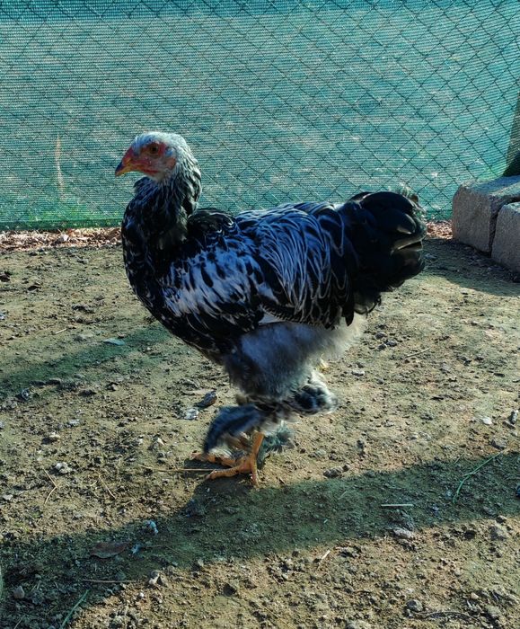Cocos Brahma de vânzare Ineu • OLX.ro