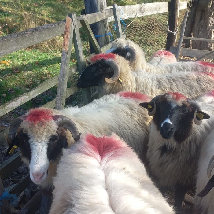 Berbecuți brezi de Petroșani Hateg • OLX.ro