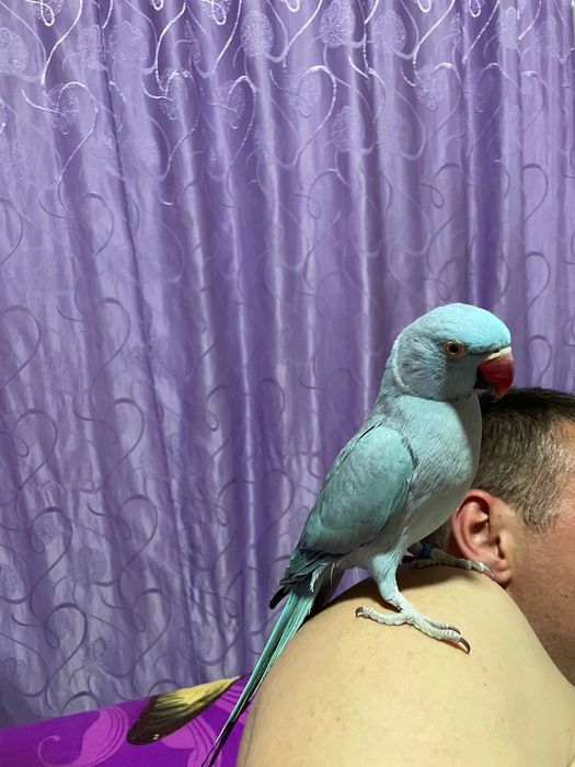 Coco Papagal Micul Alexander foarte blând Caracal • OLX.ro