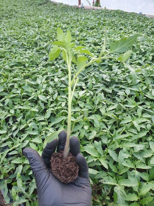 Rasad de legume Movilita • OLX.ro