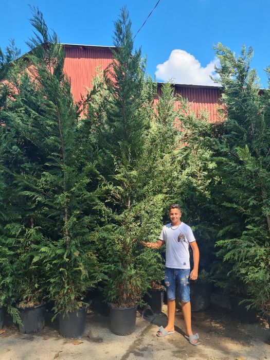 Tuia Leylandi uriași Bistrita • OLX.ro