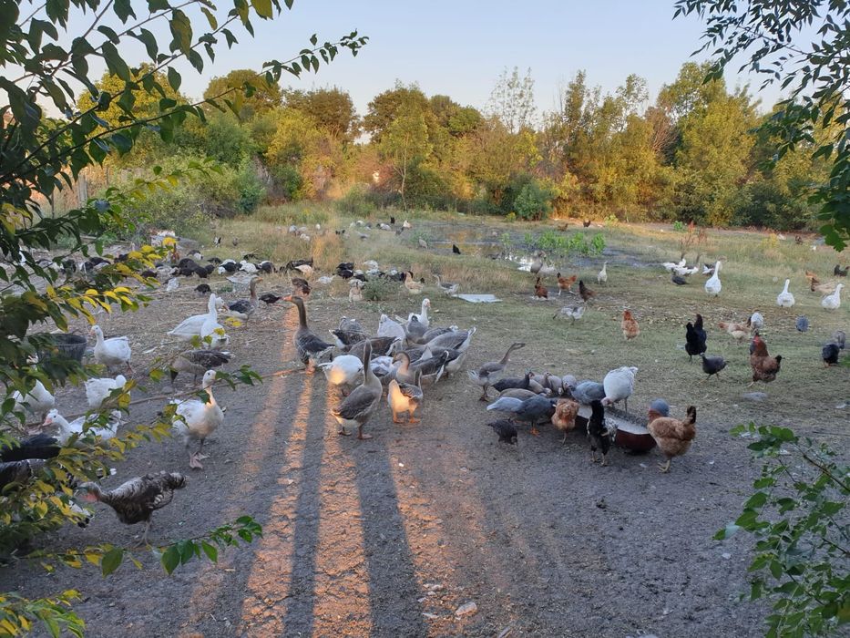 Găini , cocoși ,rațe, gaște pui de țară,pui de taiat Mavrodin • OLX.ro