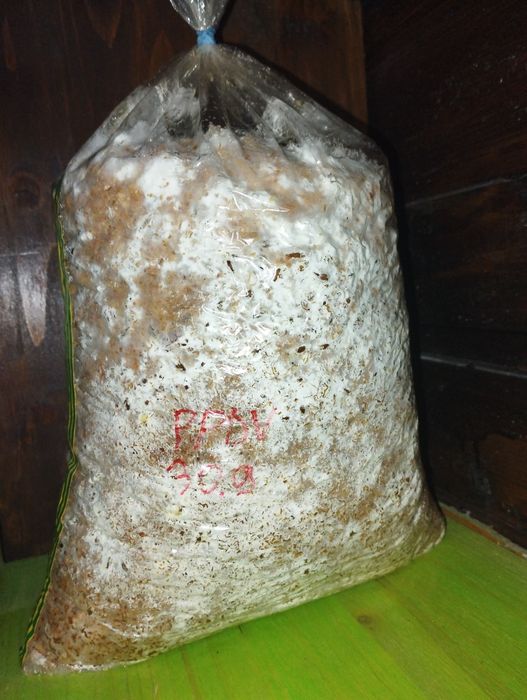 Miceliu pe rumeguș pleurotus Craiova • OLX.ro
