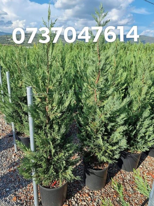 Tuia leylandi pini brazi mesteacăn platani Onesti • OLX.ro