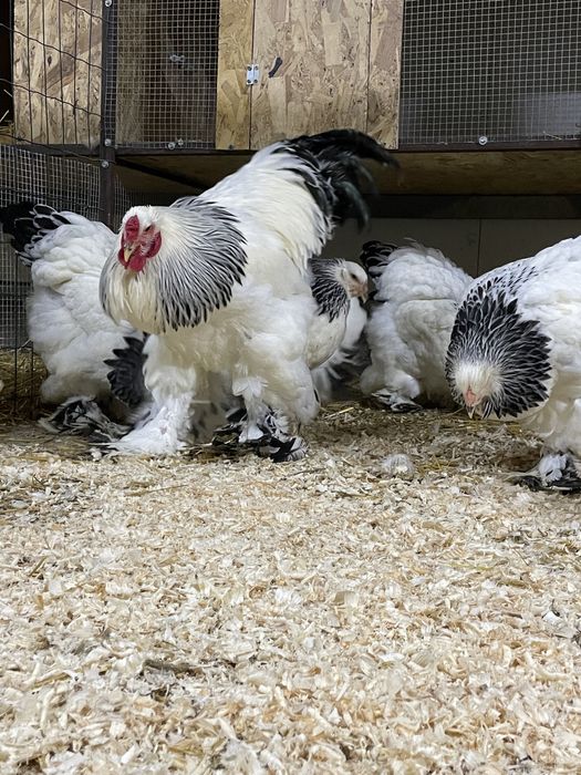 Pui de gaina pui de rasa pui de o zi oua incubat Barat Bresse Brahma ...