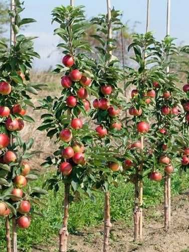 Pomi fructiferi columnari si pitici mar,cires-50+25 gratis Bucuresti ...