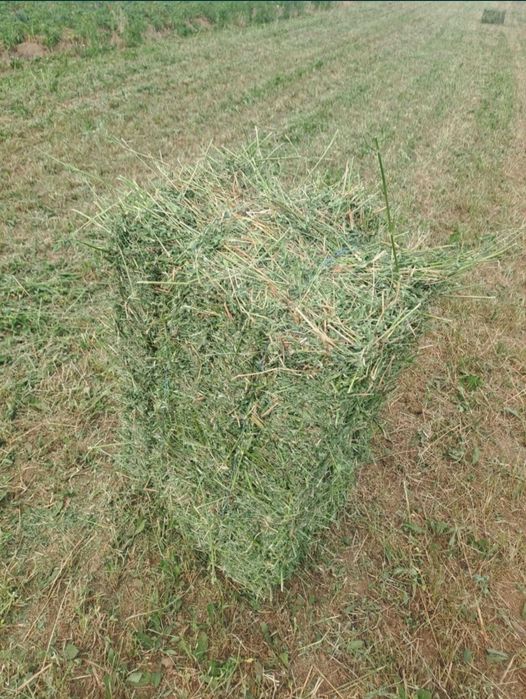 Baloti de fan si lucerna de calitate transport la domiciliu Nehoiu • OLX.ro