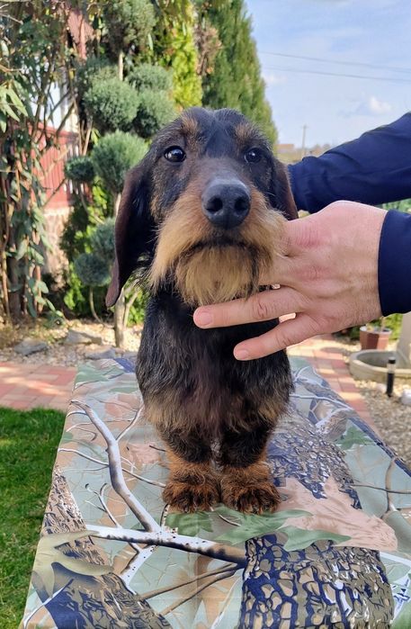 Teckel sarmos mascul Petreu • OLX.ro