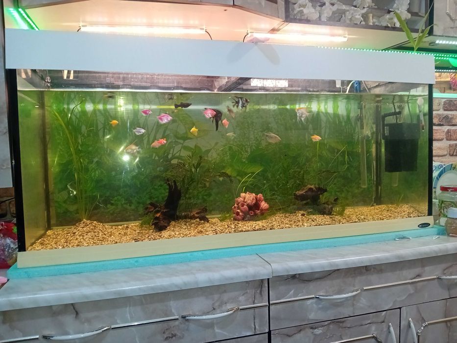 Аквариум Ferplast гр. Монтана Огоста • OLX.bg