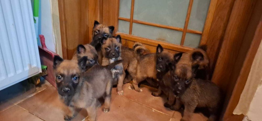 Pui ciobănesc belgian malinois Baia Mare • OLX.ro