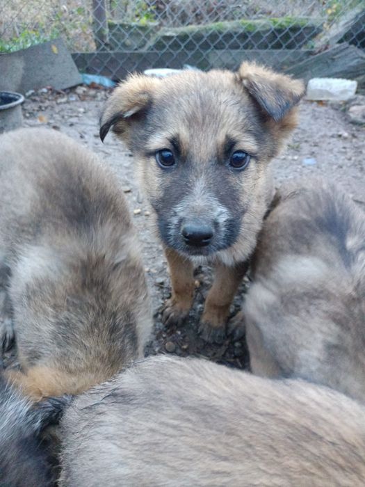 Donez catei lup. Craiova • OLX.ro