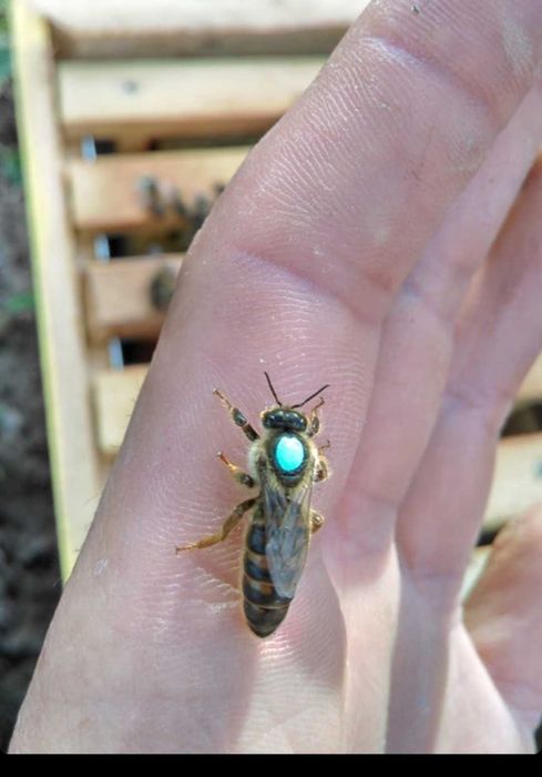 Precomenzi matci Carpatine împerecheate 2025 (10+1) Arad • OLX.ro