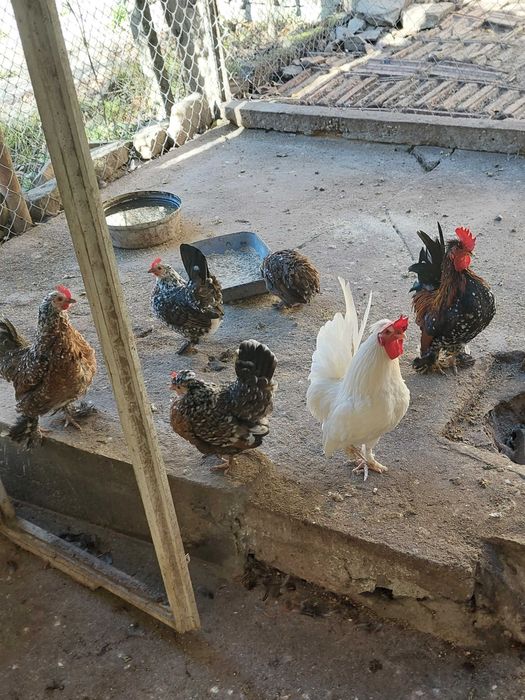 Бреговски джинки гр. Габрово Център • OLX.bg