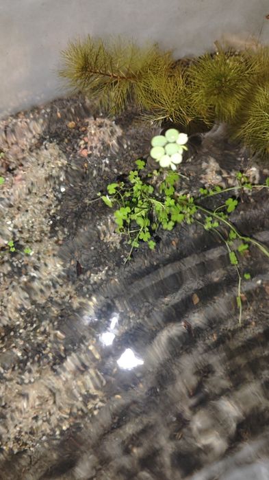 Donez câteva plante de acvariu și moss Bistrita • OLX.ro