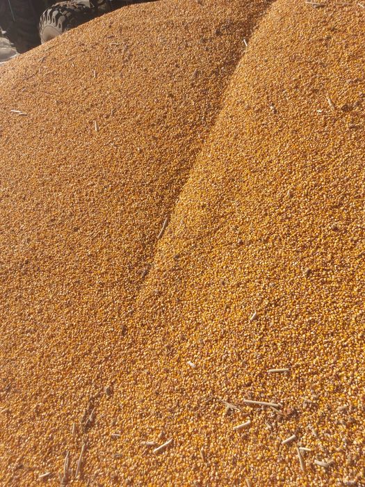 Porumb boabe de vânzare Rosiori de Vede • OLX.ro