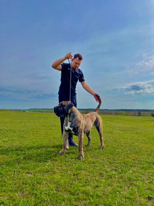 Presa canario mascul Alexandria • OLX.ro