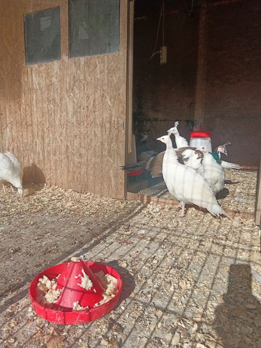 Pui păuni ,Albi și arlechin Hapria • OLX.ro