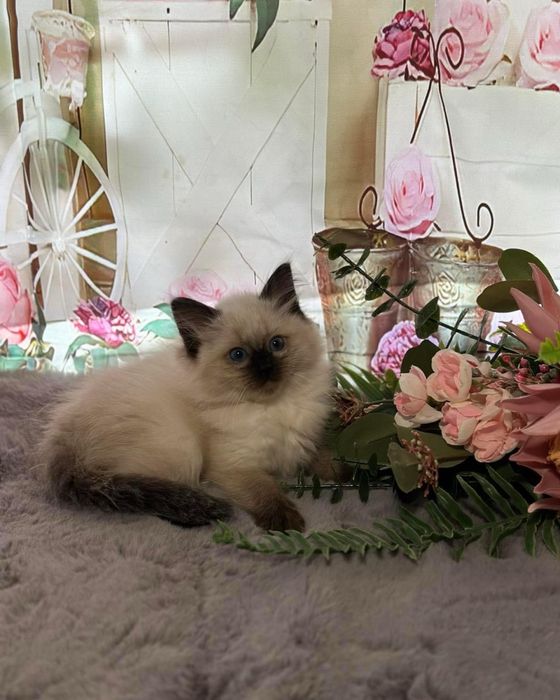 Ragdoll puiut mascul Bucuresti Sectorul 6 • OLX.ro