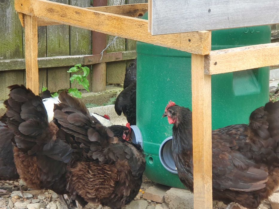 Hranitoare automate pui, gaini, rate, curci, pasari Targu Jiu • OLX.ro