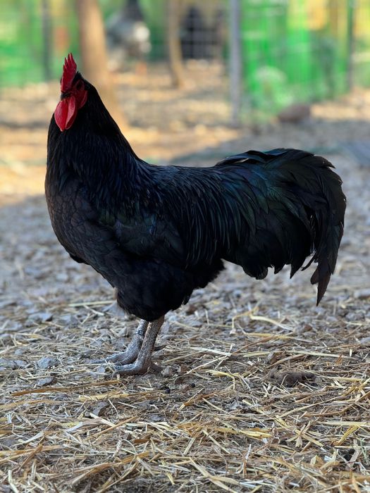Pui curca Bourbon Red Gaste Holmogor, pui gaina Australorp Preajba Mare ...