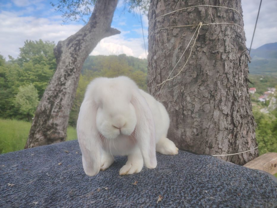 Iepuri rasa Berbec German Nasaud • OLX.ro