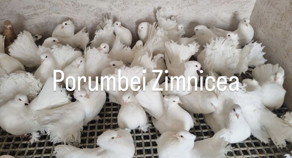 Porumbei voltati, incaltati, maghiari, indieni, porumbei albi, porumbe ...