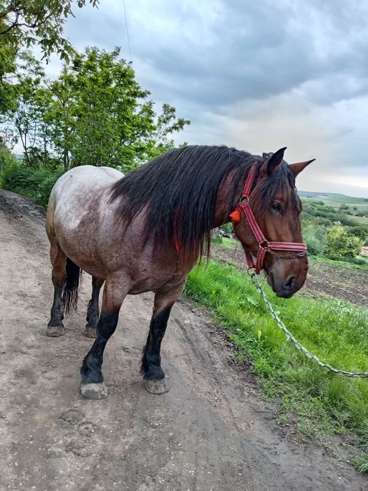 De vânzare un cal Sanger • OLX.ro