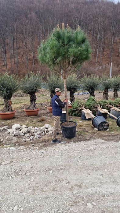 Pinul pinea toscan poze reale 100% Ilfov Otopeni • OLX.ro