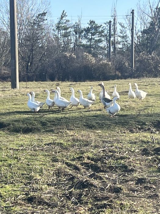 Gaste albe de vanzare Lilieci • OLX.ro