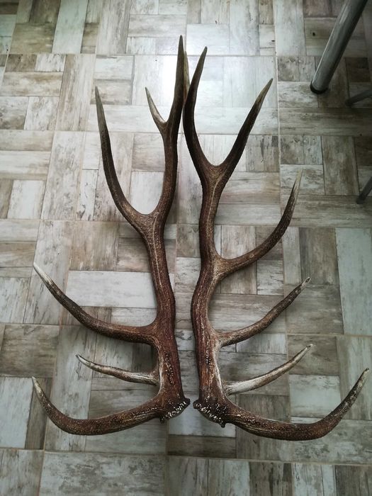 Coarne de Cerb (Trofeu) Brasov • OLX.ro