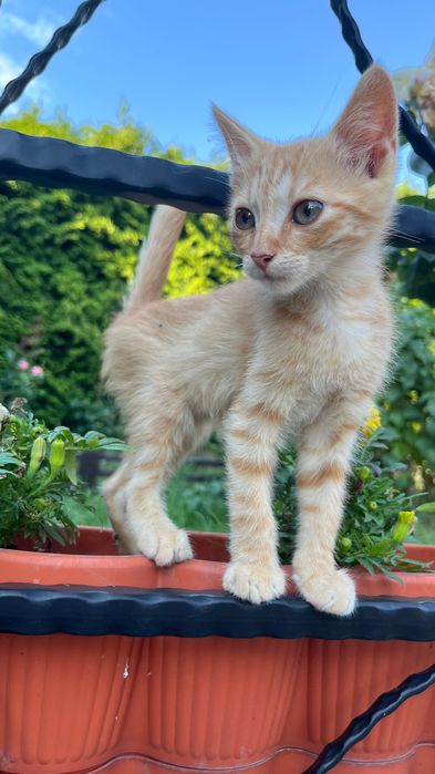 Pisoi adorabili - Adoptie - Falticeni Falticeni • OLX.ro