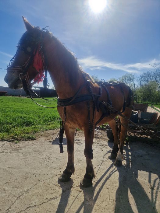 Vând cal talie mare fac și schimb Stejaru • OLX.ro