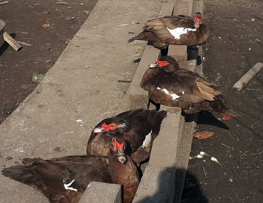 Oua rata leseasca culori deosebite - ciocolatie albastre crem negru ...