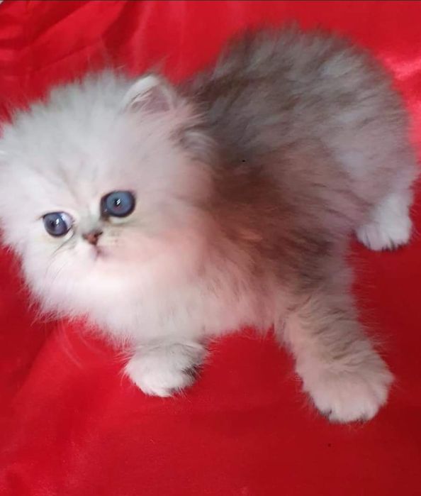 Persana chinchilla Timisoara • OLX.ro