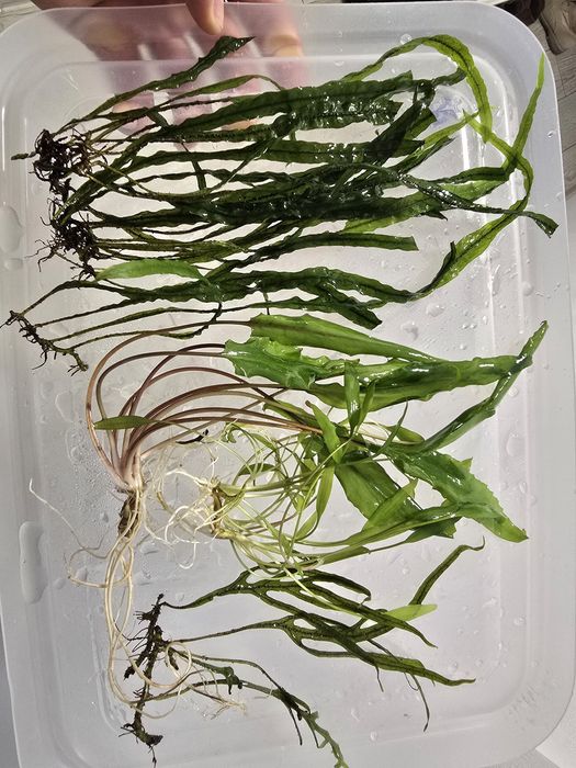 Plante acvariu - pachet Bucuresti Sectorul 6 • OLX.ro
