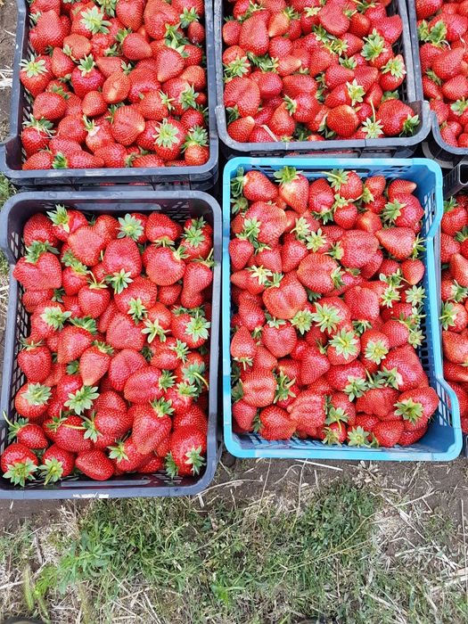 Stoloni Capsuni ALBION,soi anual Elsanta etc. Tecuci • OLX.ro