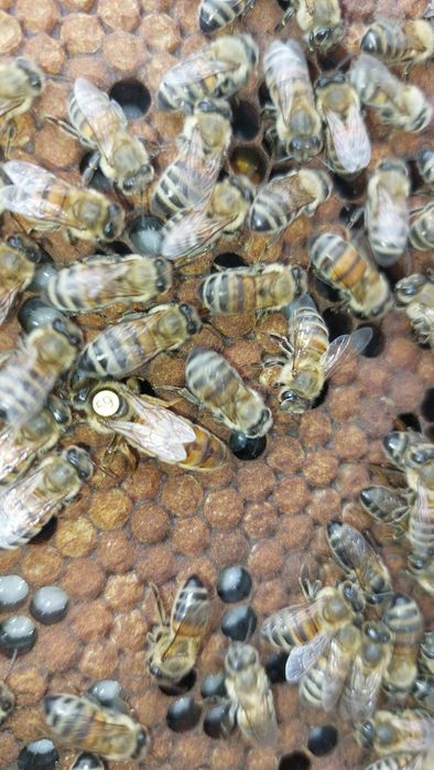 Matci buckfast vsh carnica carpatina roi familii albine stupi roiuri ...