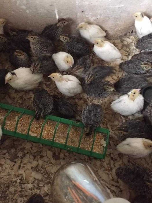 Vand prepelite japoneze Giroc • OLX.ro