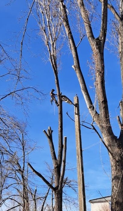 Taiere / Toaletare / Doborare / Defrisare Copaci / Arbori Oradea • OLX.ro