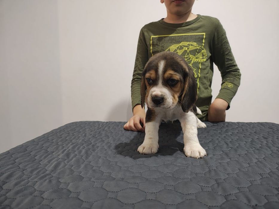 Pui Beagle tricolor din părinți cu pedigree Berceni • OLX.ro