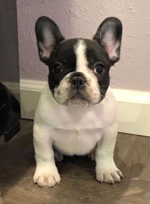 Pui Bulldog Francez – 8 săptămâni – disponibil pentru noul cămin ...