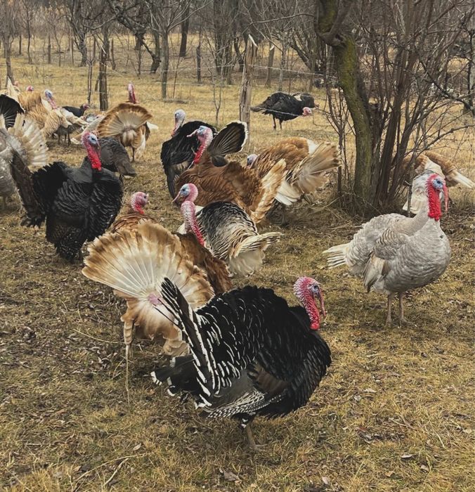 Curcani pentru Paște/Curci si ouă de curcă Valenii de Munte • OLX.ro